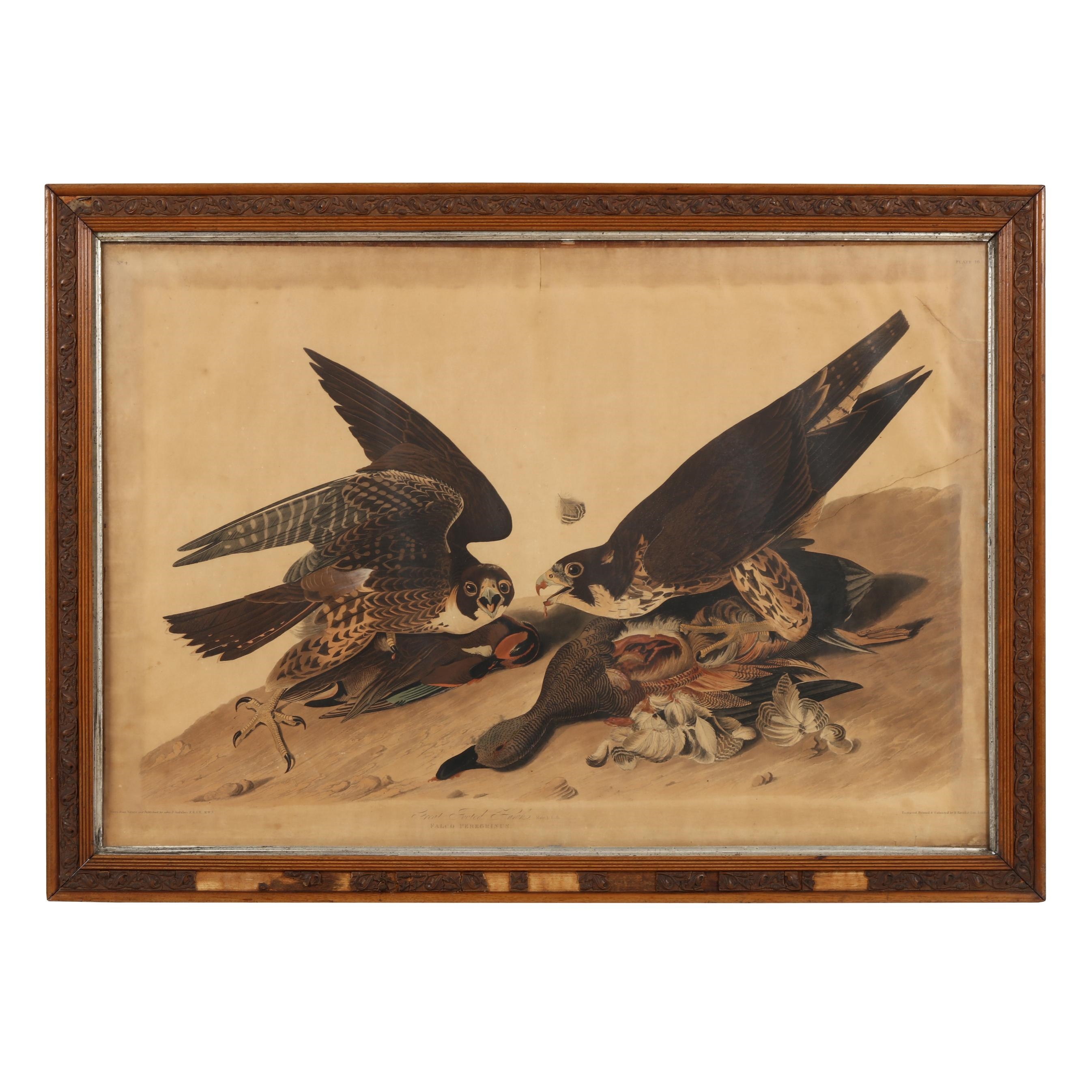 John James Audubon | Great Footed Hawk, Havell Edition | MutualArt