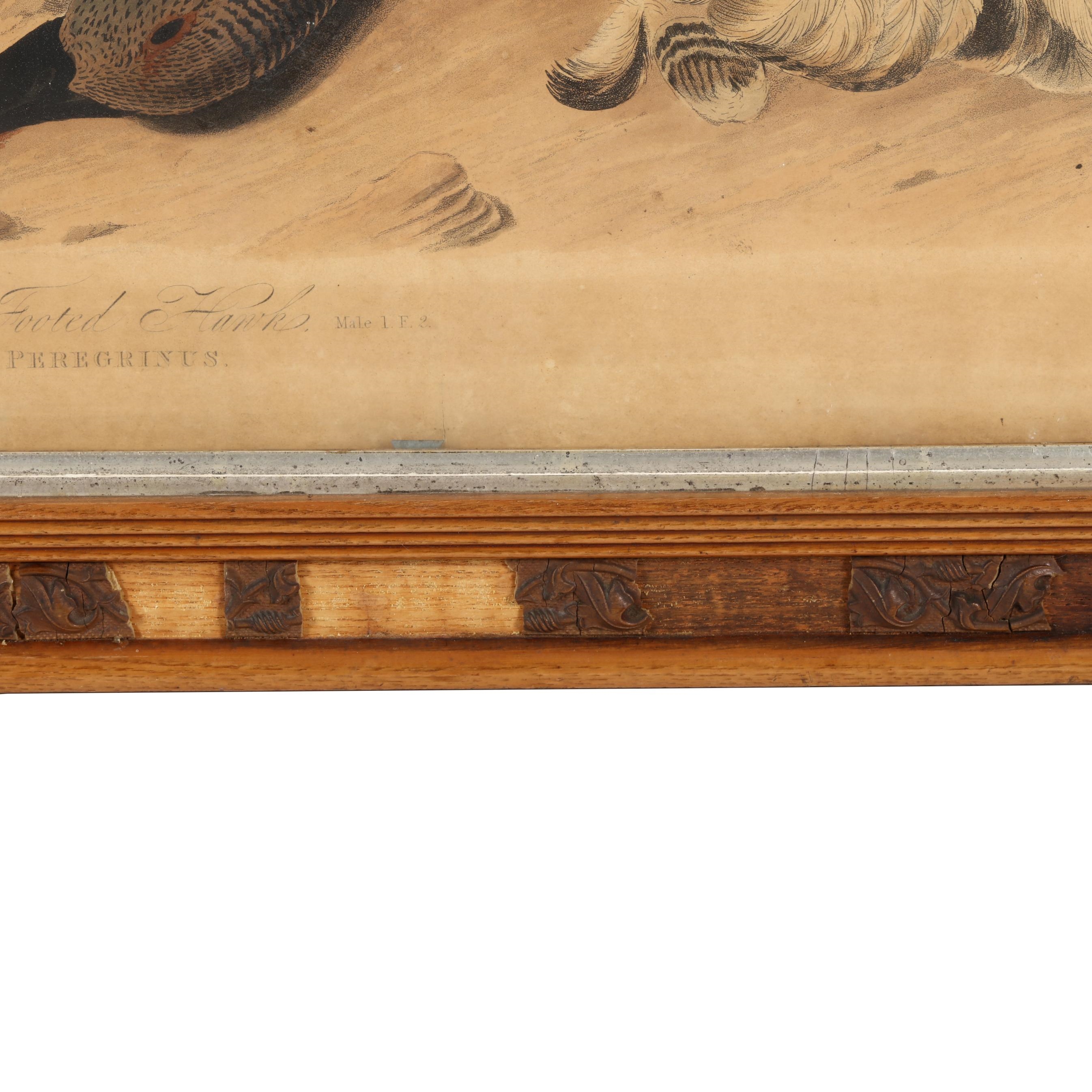 John James Audubon | Great Footed Hawk, Havell Edition | MutualArt