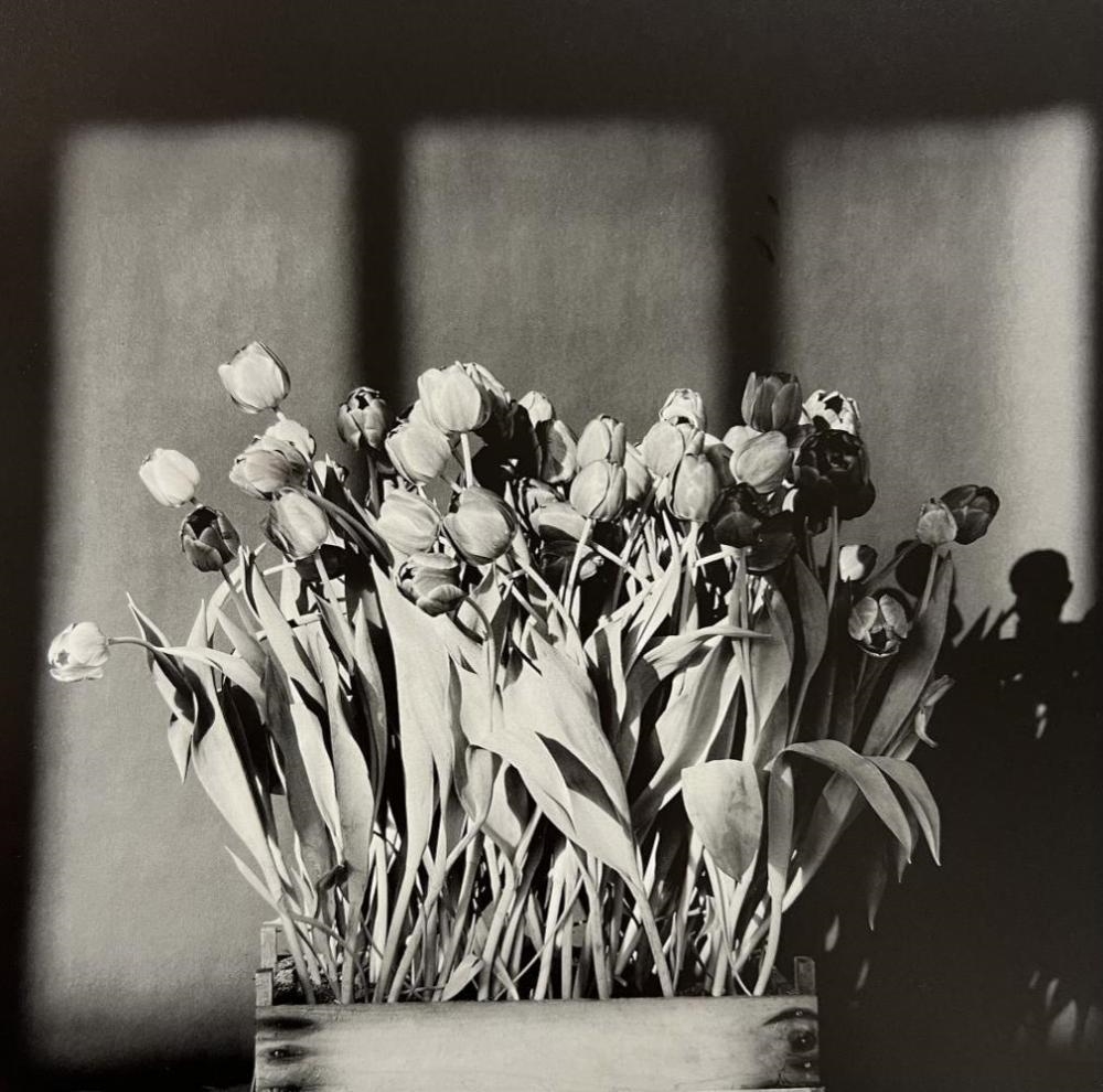 Robert Mapplethorpe | ROBERT MAPPLETHORPE (1983) | MutualArt