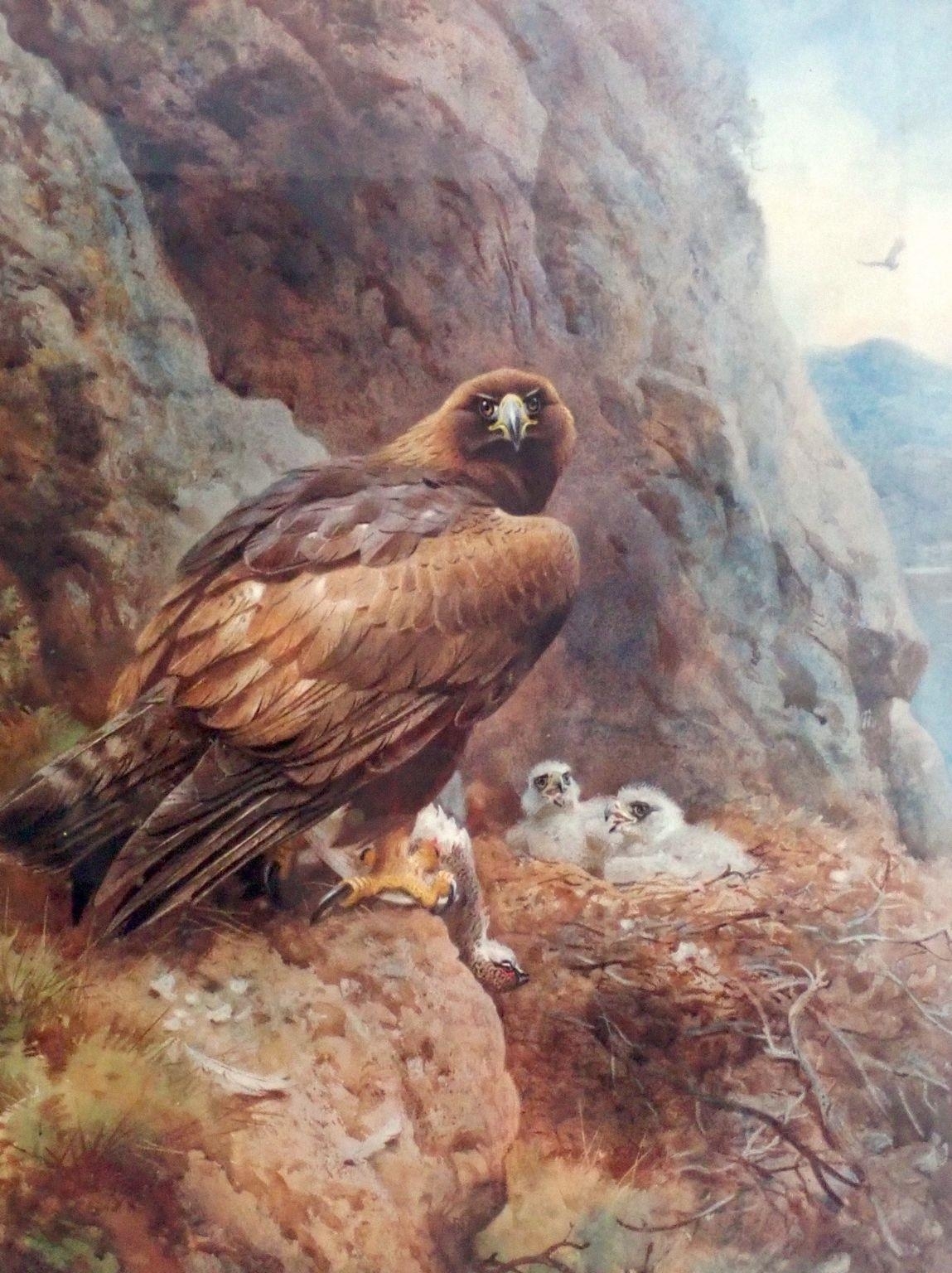 Archibald Thorburn | Golden eagle and nest | MutualArt