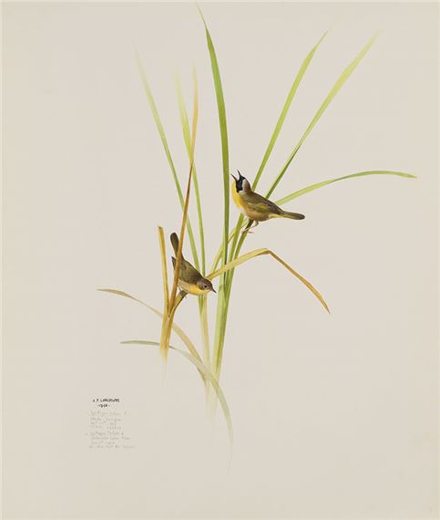 James Fenwick Lansdowne | Geothlypis trichas (1968) | MutualArt