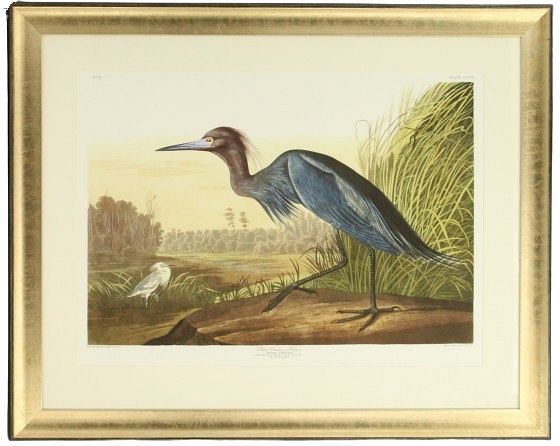 Robert Havell | R. Havell Frame Bird Archival Print (1836) | MutualArt