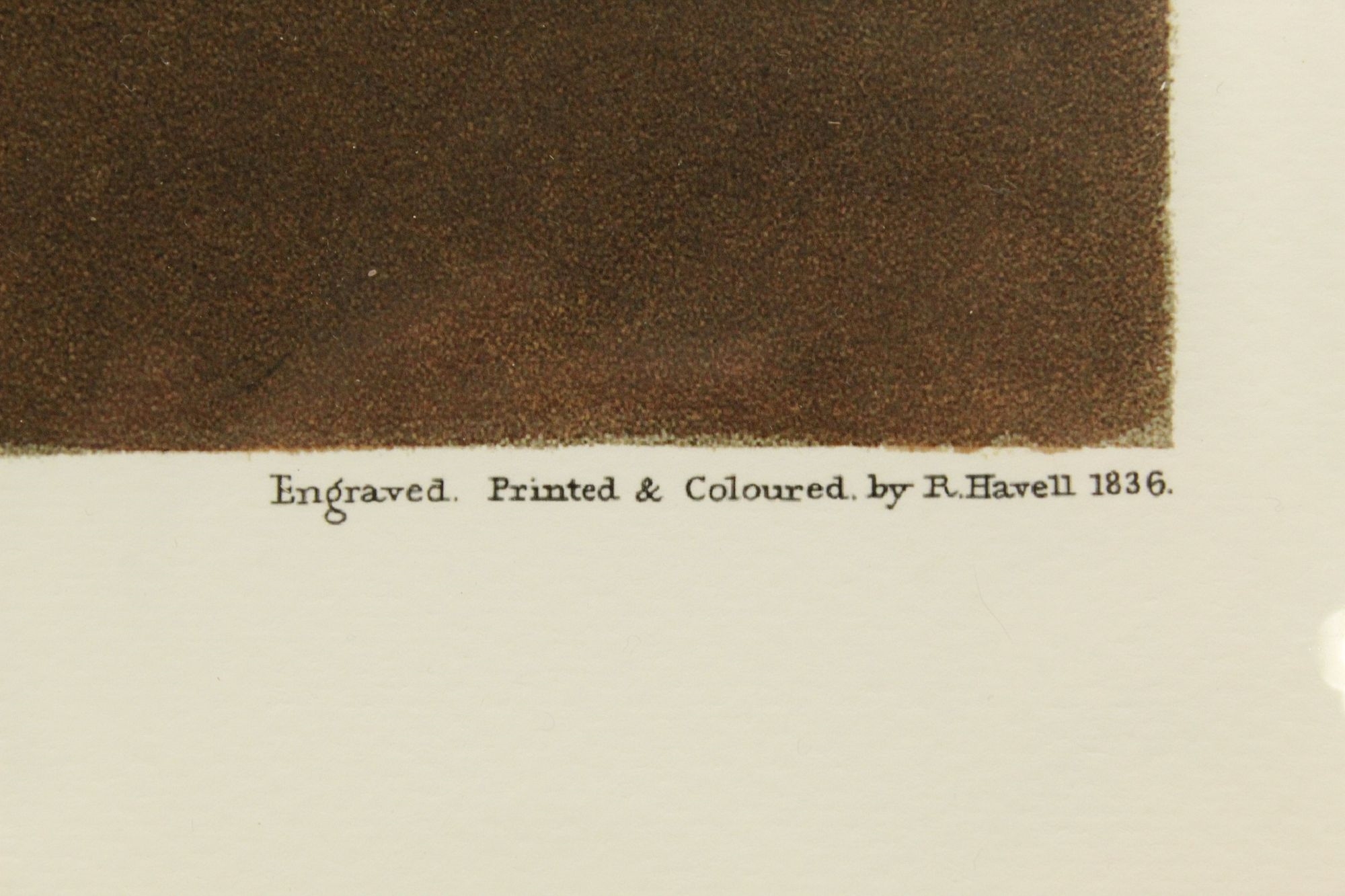 Robert Havell | R. Havell Frame Bird Archival Print (1836) | MutualArt