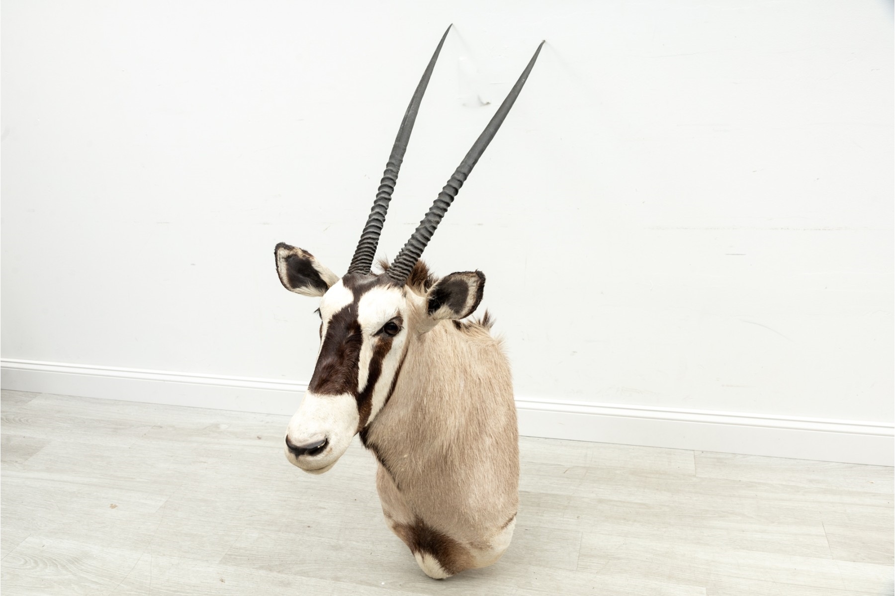 Derek Robinson | Antelope | MutualArt