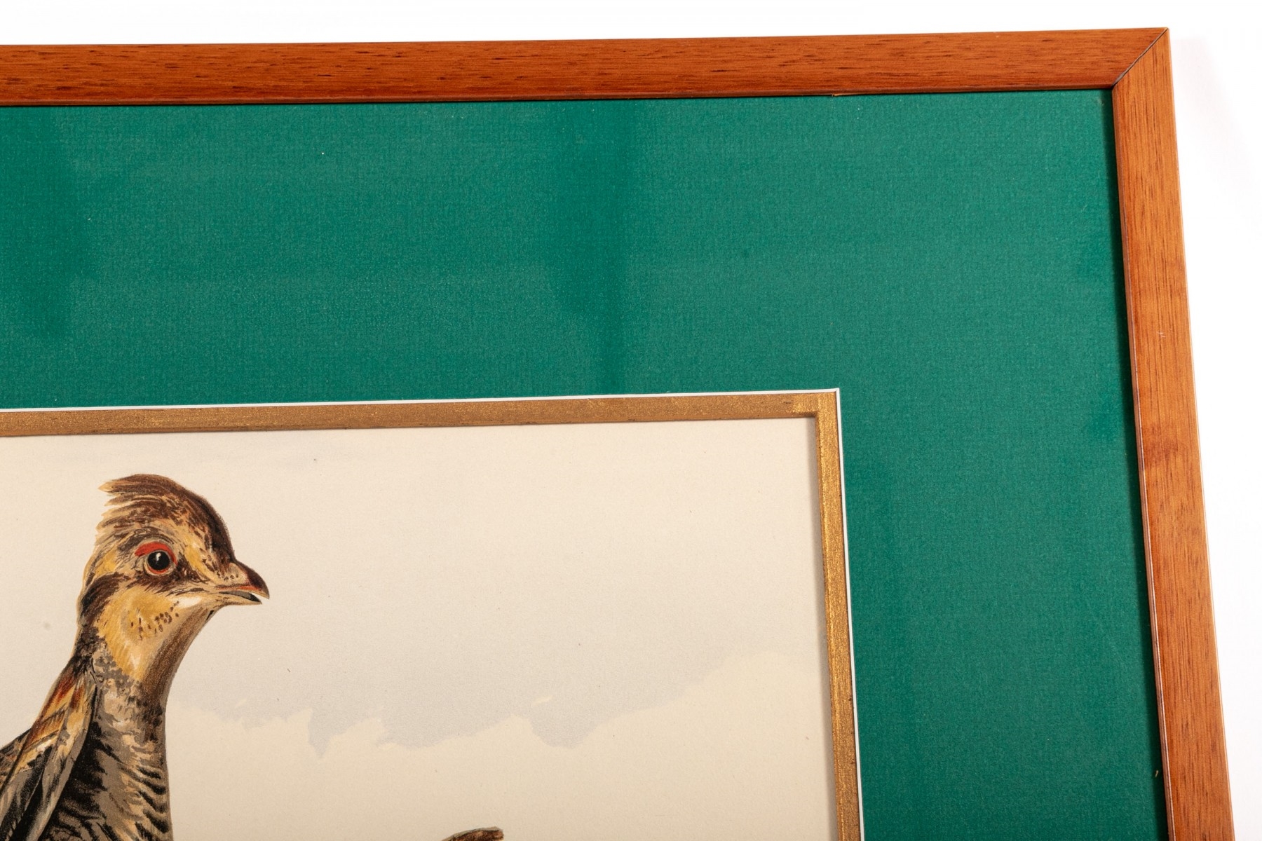 Alexander Pope Jr. | Pinnated Grouse | MutualArt
