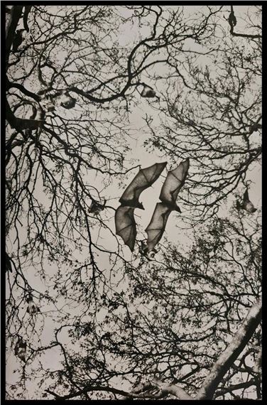 Sebastião Salgado | BATS ON A TAMARIND TREE (2010) | MutualArt