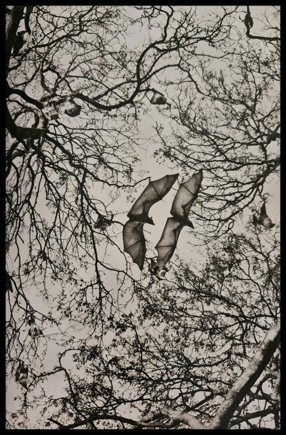 Sebastião Salgado | BATS ON A TAMARIND TREE (2010) | MutualArt