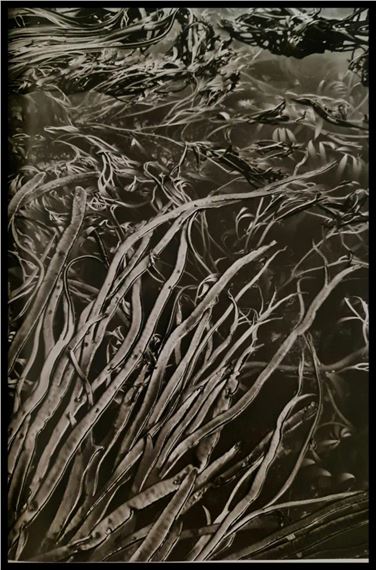 Sebastião Salgado | BULL KELP (2009) | MutualArt