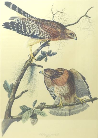 John James Audubon | Red Shouldered Hawk (1829) | MutualArt