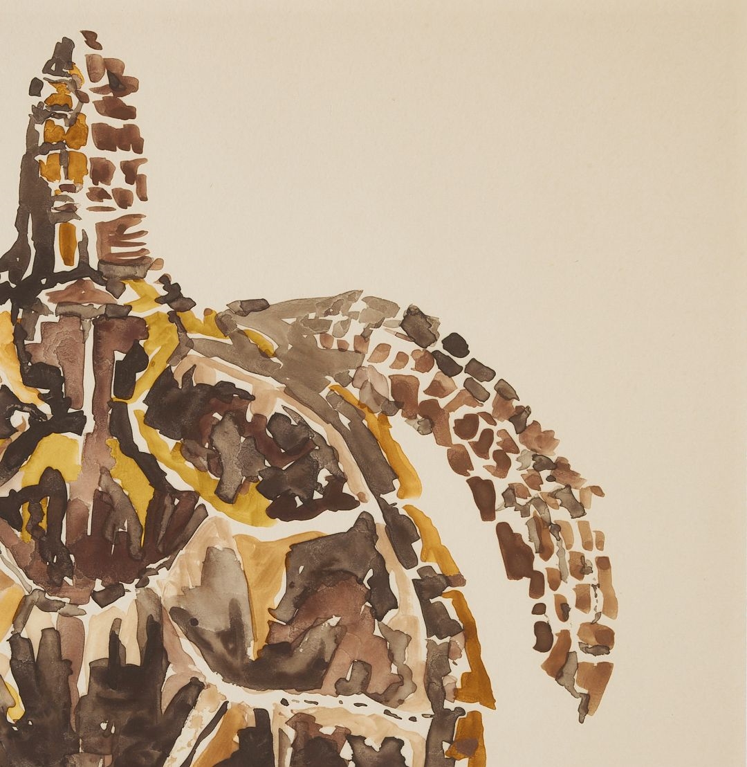 Walter Inglis Anderson | Watercolor Painting of a Sea Turtle, attrib ...