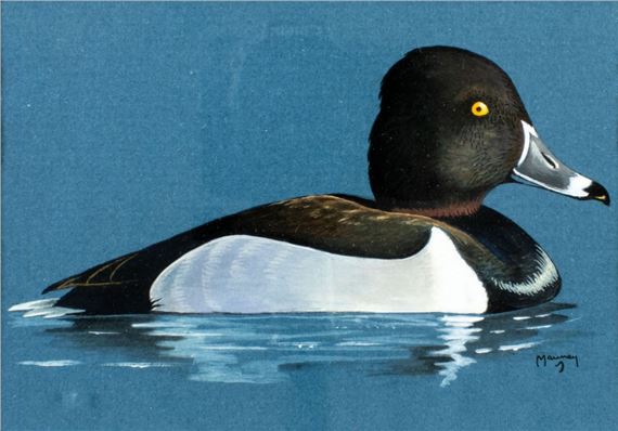 Lee Mauney | Ring Neck Duck | MutualArt