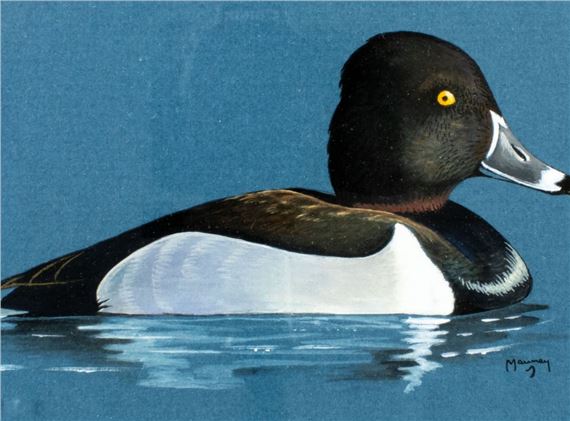 Lee Mauney | Ring Neck Duck | MutualArt