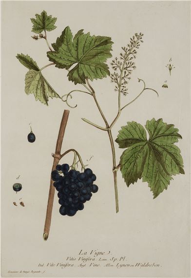 Nicolas François Regnault | Botany: the vineyard (1746) | MutualArt