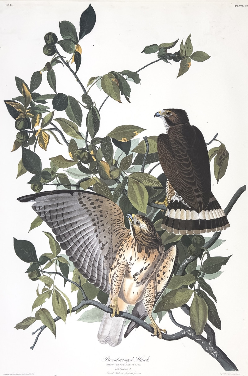 John James Audubon | Broad Winged Hawk / Yellow Crowned Heron | MutualArt