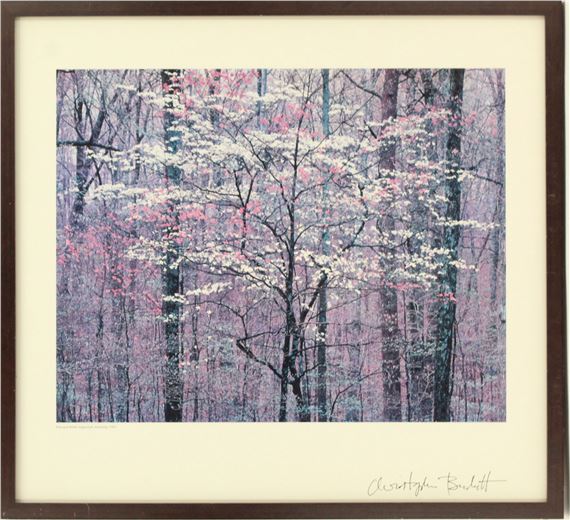 Christopher Burkett | Christopher Burkett Pink and White Dogwood ...