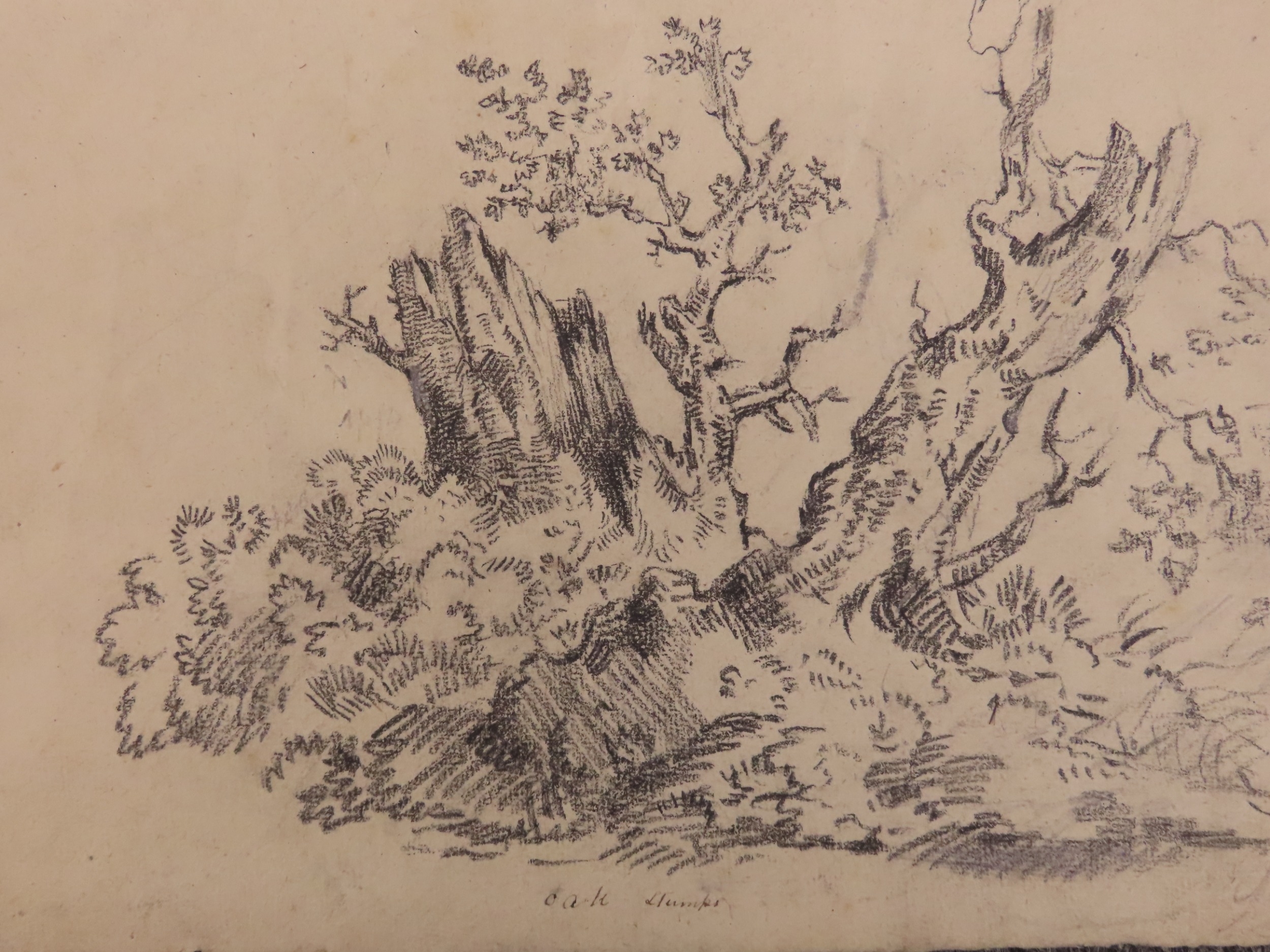 John Joseph Barker | GRAPHITE STUDY OF RUSTIC TREE STUMPS | MutualArt