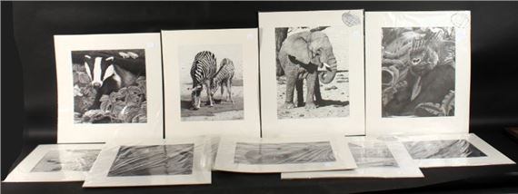 Clive Meredith | A folder of World Wildlife | MutualArt