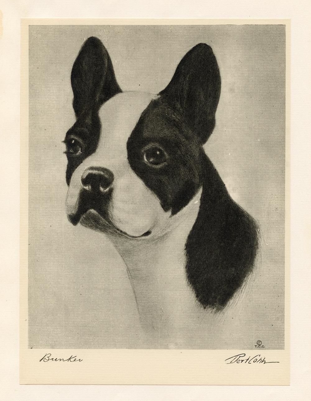 Bert Cobb | Vintage 1931 B/W Plate Portrait of Dog by Bert COBB | MutualArt