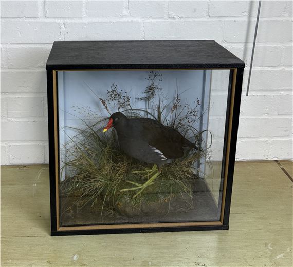 John Burton | A TAXIDERMY BIRD | MutualArt