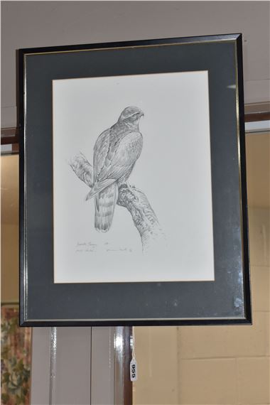 Gareth Parry | SPARROW HAWK | MutualArt