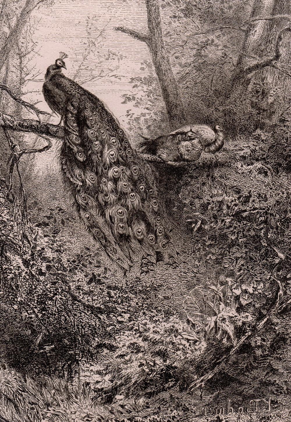 Karl Bodmer | Karl Bodmer Peacocks 1873 etching | MutualArt