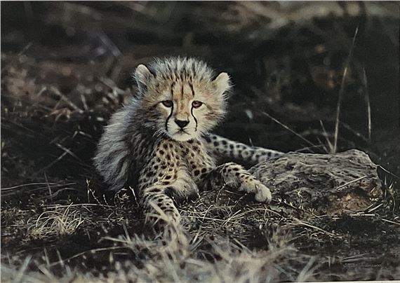 Steven Townsend | Leopard cub | MutualArt