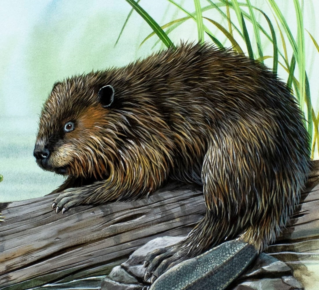 Don Balke | Beaver | MutualArt