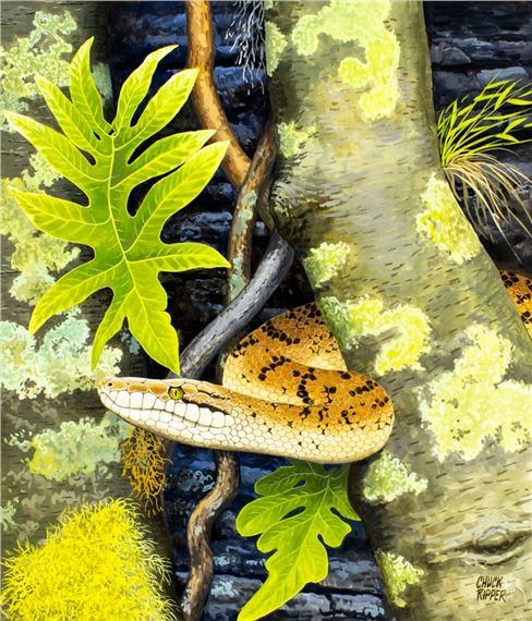 Chuck Ripper | Jamaica Boa (1999) | MutualArt