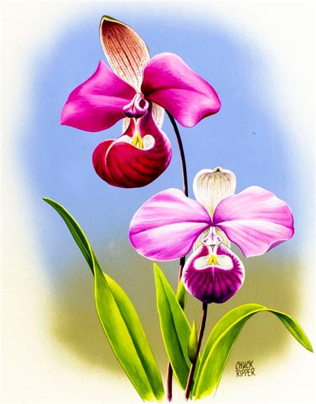 Chuck Ripper | Flower - Phragmipedium Kovachii (2005) | MutualArt
