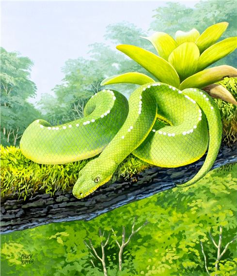 Chuck Ripper | Green Tree Python (1999) | MutualArt