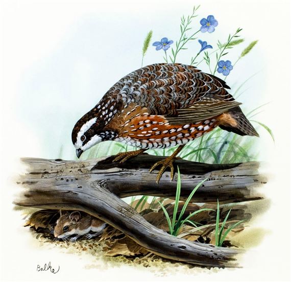 Don Balke | Bobwhite Quail Bird (1986) | MutualArt