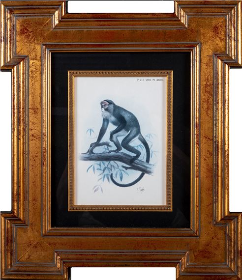 Josef Wolf | REVIEW OF THE PRIMATES 1913 DE BRAZZA'S MONKEY (1913 ...