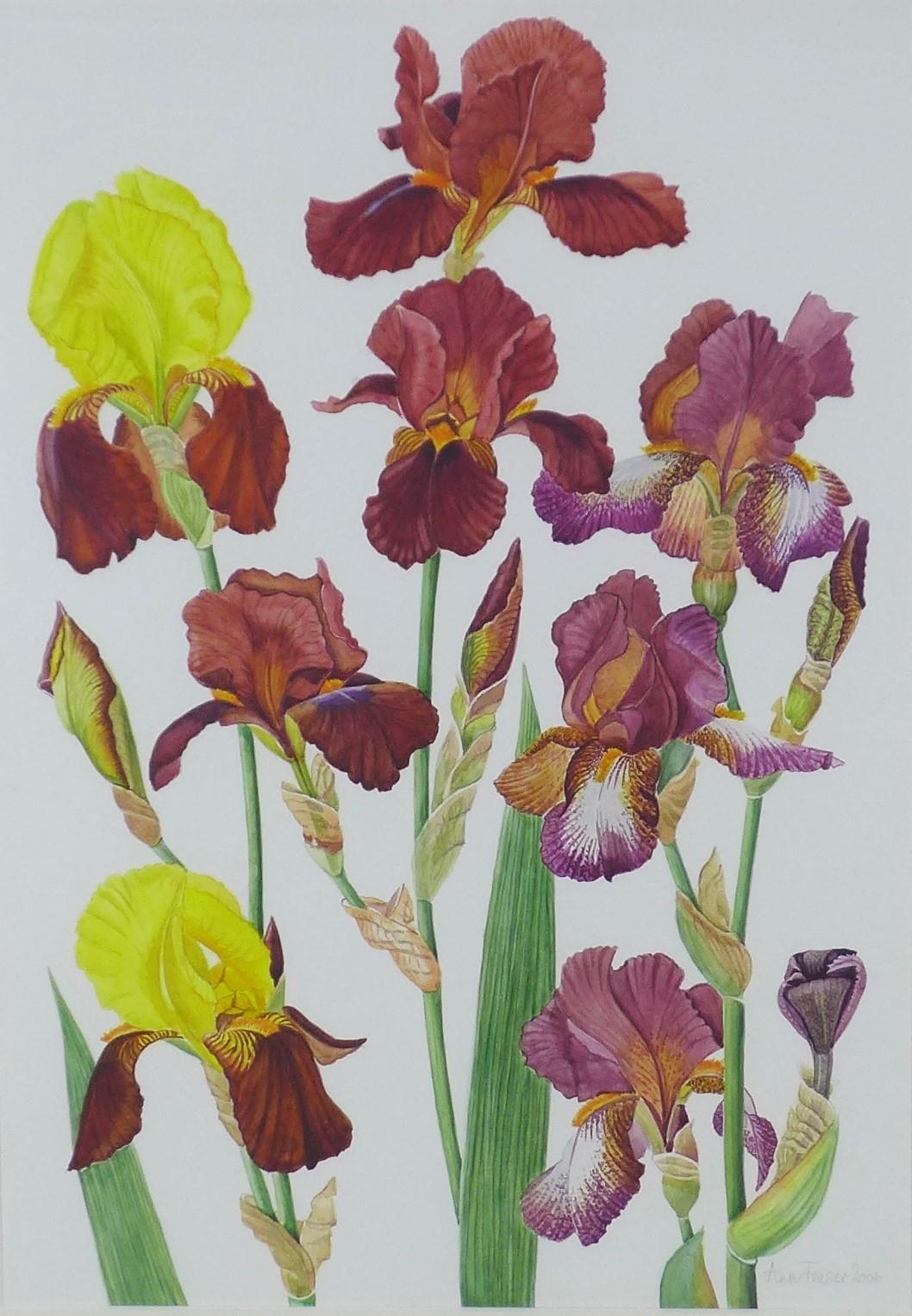 Ann Fraser | watercolour of irises | MutualArt