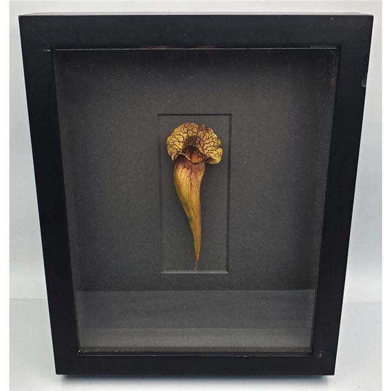 Christopher Marley | Christopher Marley | MutualArt