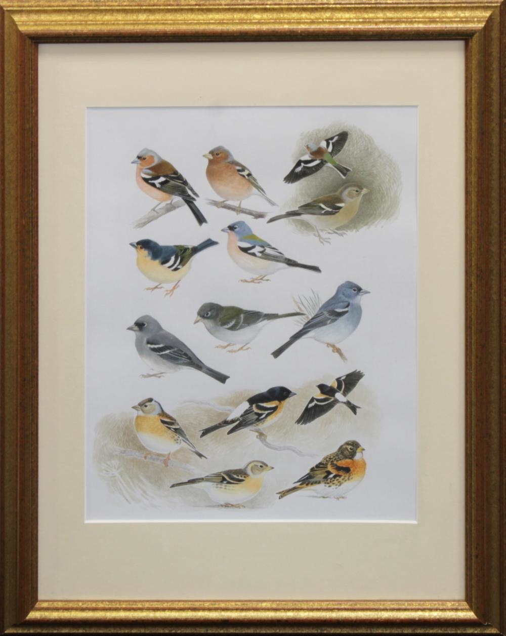Laurel Tucker | Studies of garden birds | MutualArt