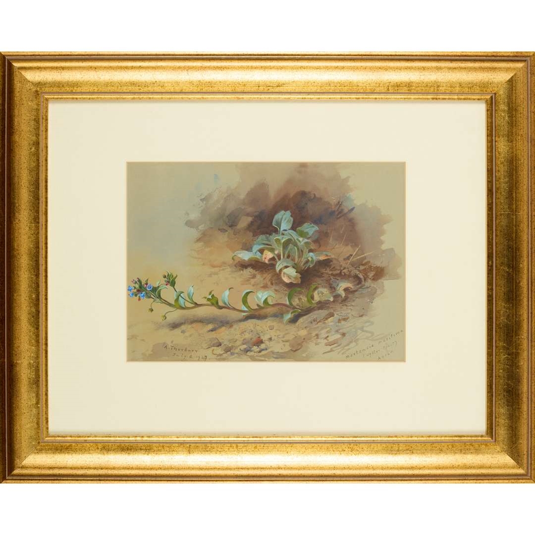 Archibald Thorburn | OYSTER PLANT, ARRAN | MutualArt