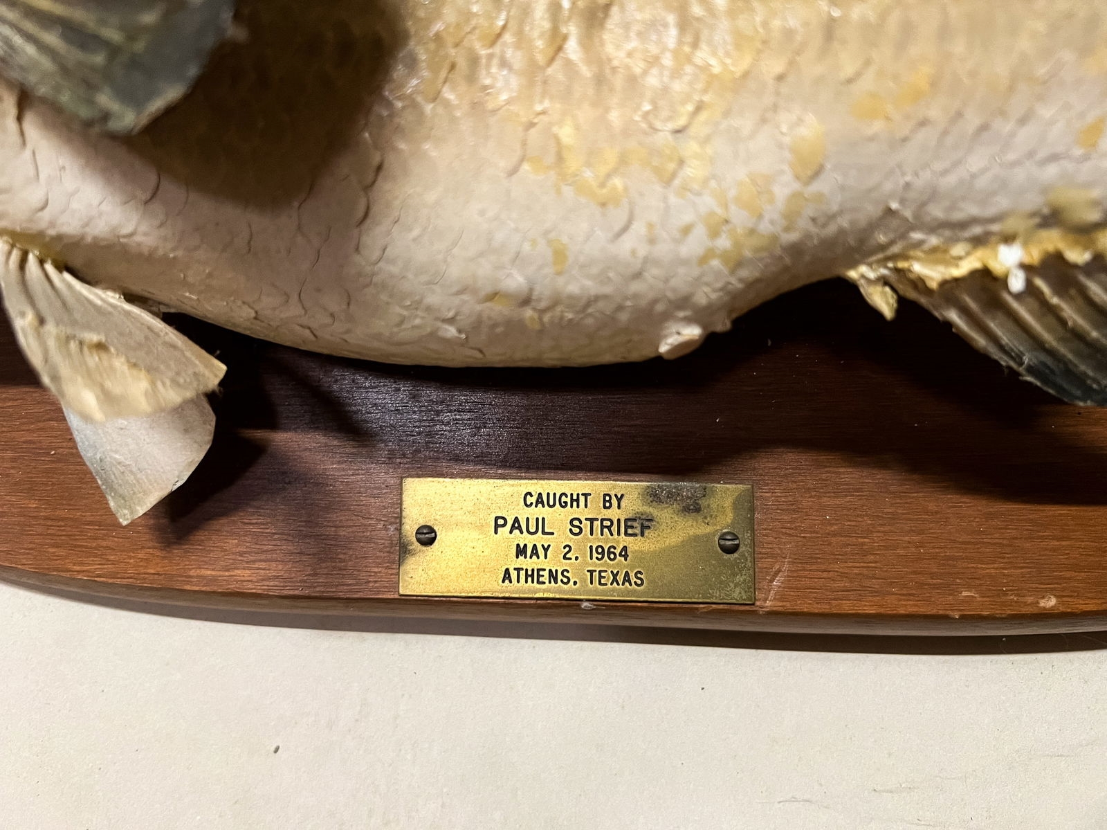 Jacob de Backer | Largemouth Bass Taxidermy Texas (1964) | MutualArt