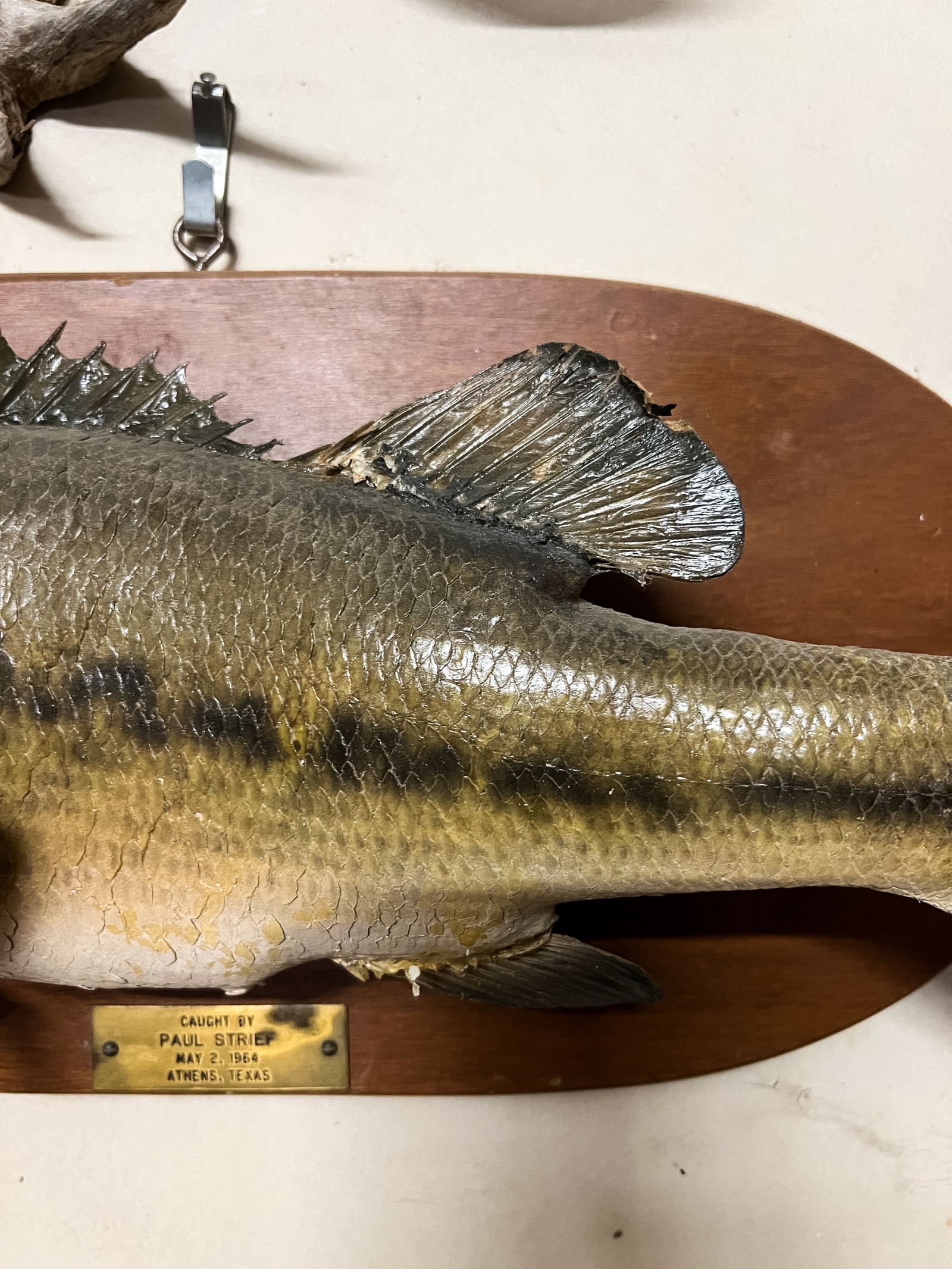 Jacob de Backer | Largemouth Bass Taxidermy Texas (1964) | MutualArt