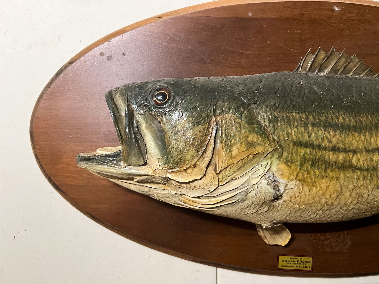 Jacob de Backer | Largemouth Bass Taxidermy NY | MutualArt