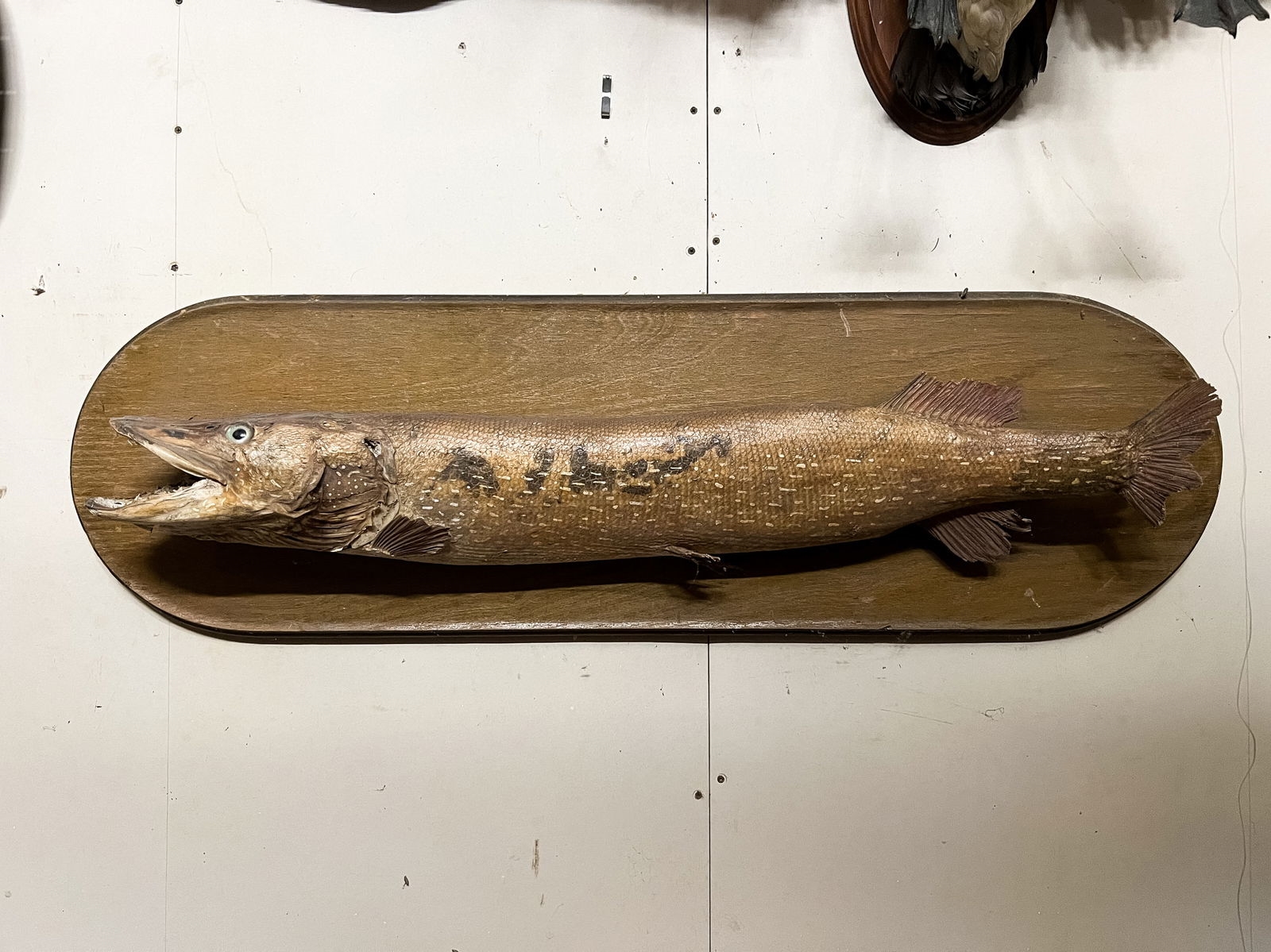 Jacob de Backer | Northern Pike Taxidermy | MutualArt
