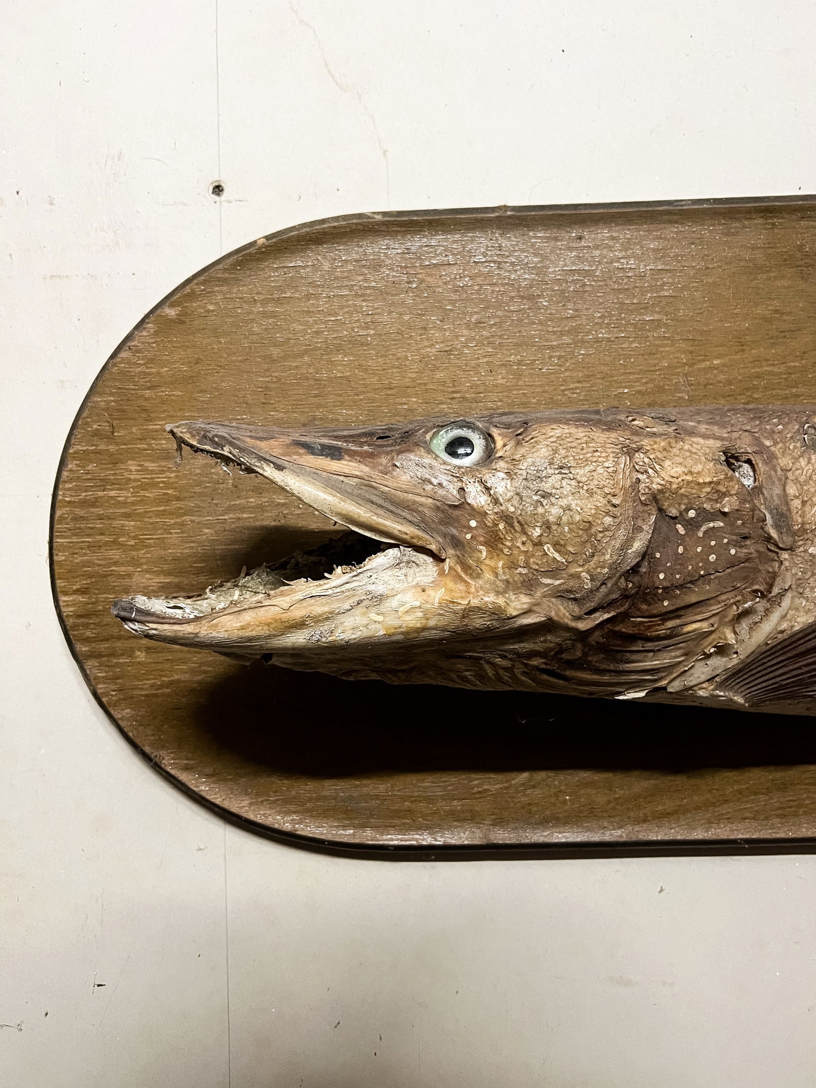 Jacob de Backer | Northern Pike Taxidermy | MutualArt