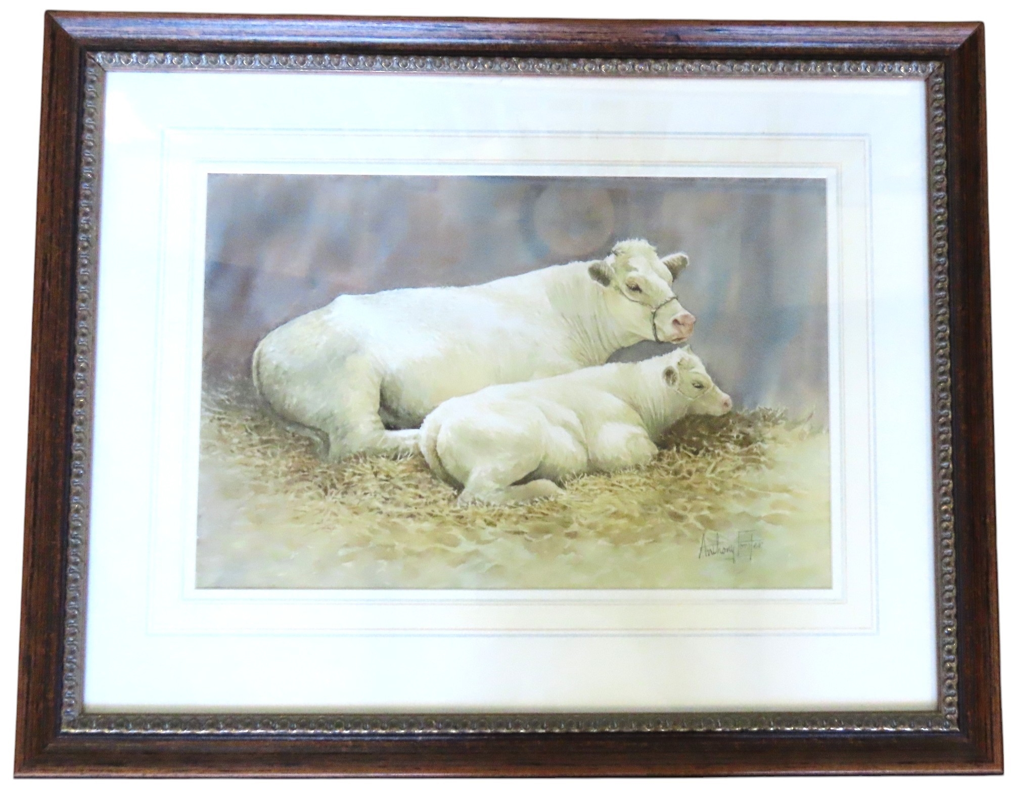Anthony Forster | OF COW AND CALF, led on straw in a barn setting ...