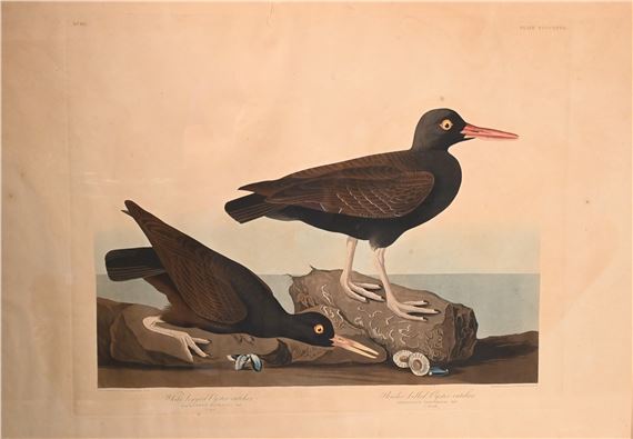 John James Audubon | hand colored (1838) | MutualArt