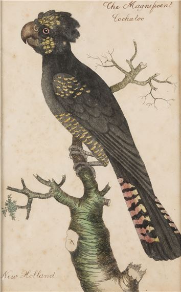 Frederick P. Nodder | The Magnificent Cockatoo (1790) | MutualArt