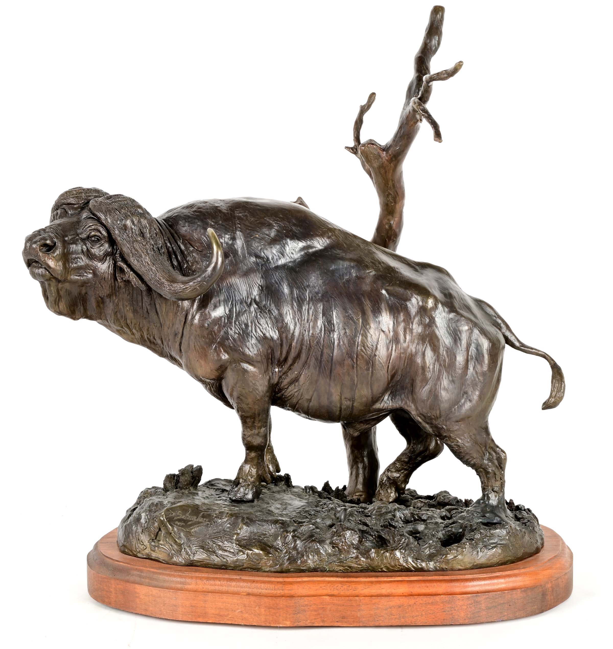 David Schaefer | DAVID SCHAEFER AFRICAN WATER BUFFALO. (Circa 1977 ...