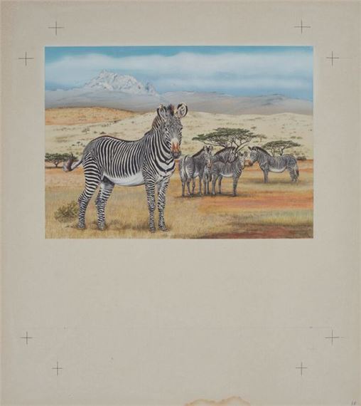 Tony Graham | Zebras of Grevy (1980) | MutualArt