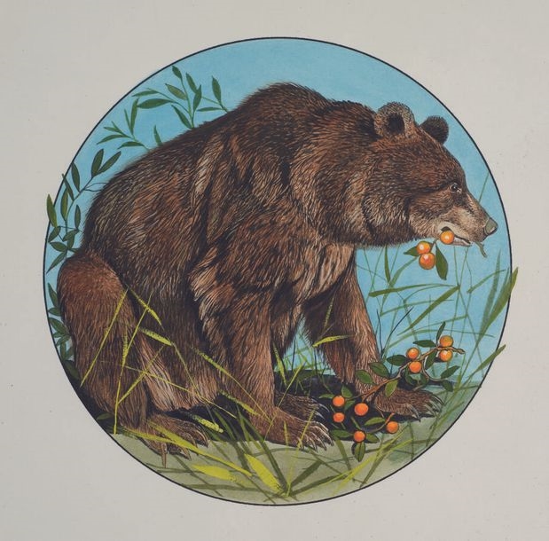Patrick Oxenham | Bear with berries (1977) | MutualArt