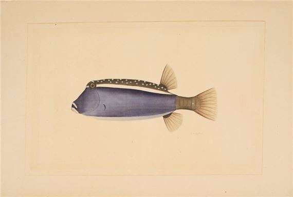 La Roche Laffitte | Blue Fish and Black and Yellow Fish | MutualArt