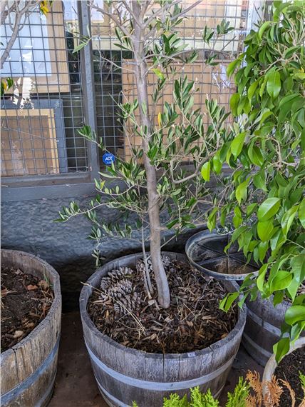 Planter | OLIVE TREE | MutualArt