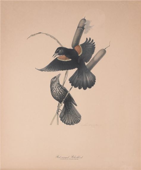 Athos Menaboni | RED WINGED BLACKBIRD | MutualArt